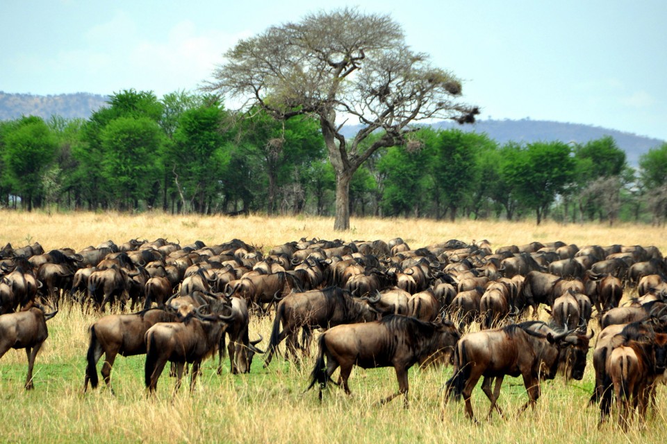 Tanzania Wildlife Safari - Tanzania Camping Safari Tour