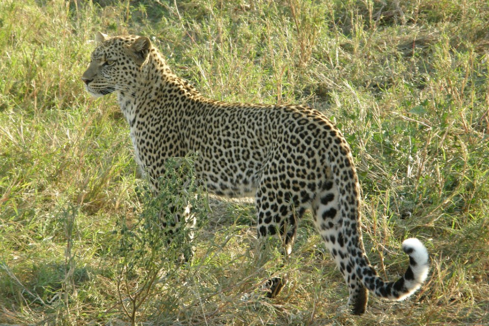 15-Day East African Safari in Kenya & Tanzania - Lodge Safari