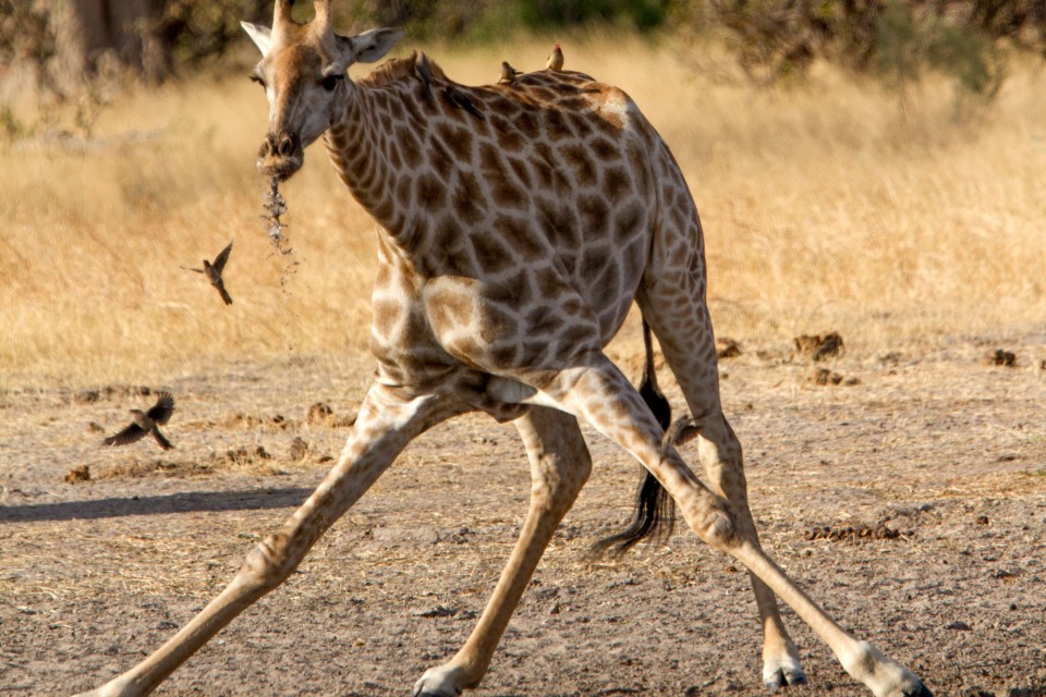 Moremi, Mababe & Chobe Botswana Safari - Tented Camping Trip