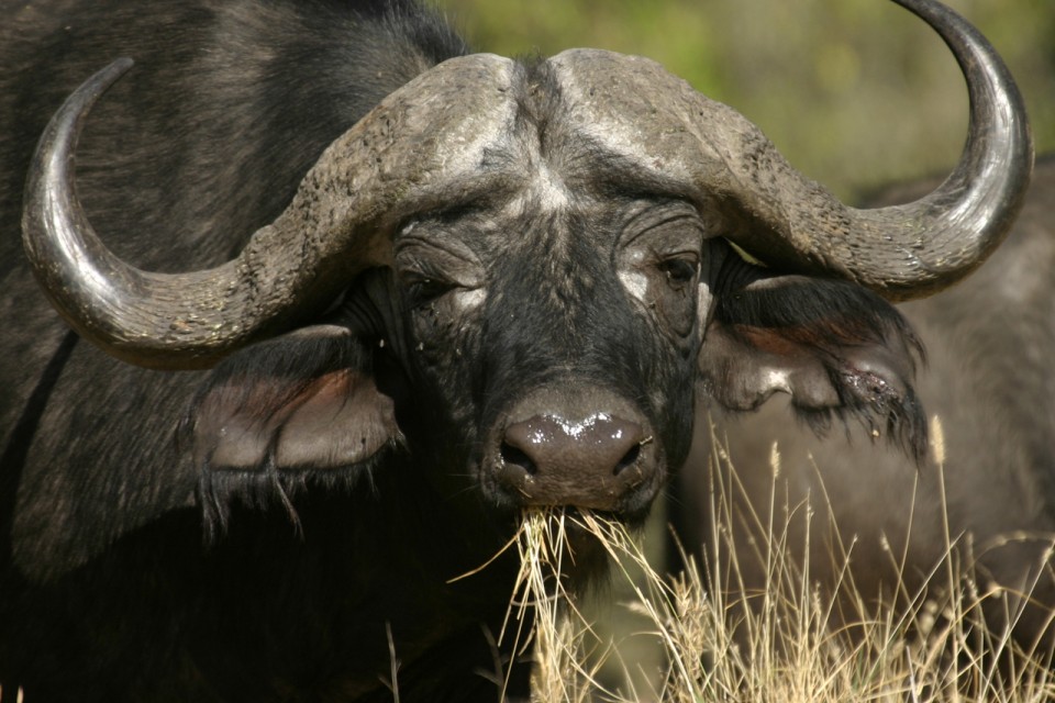 Budget Botswana Safari - Okavango Delta & Chobe Safaris