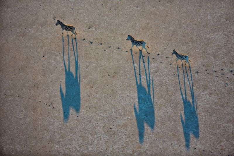 Kalahari Desert Animals: Desert Safari Wildlife