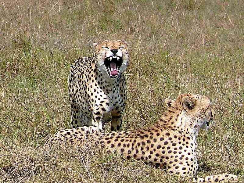 8-Day Kenya Budget Safari: Masai Mara & Best Parks Lodge Tour