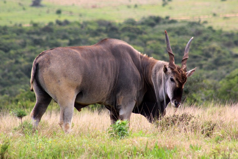 Addo Park Safari | 3 Day Addo Elephant Park Safari
