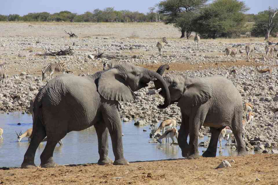 Namibia Desert Safari: Namib Desert, Karoo & Kalahari Desert Safaris
