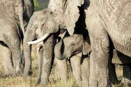 Private Garden Route Tour & Gondwana Safari - South Africa