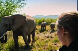 2 Day Pilanesberg Safari Bakubung Bush Lodge - South Africa