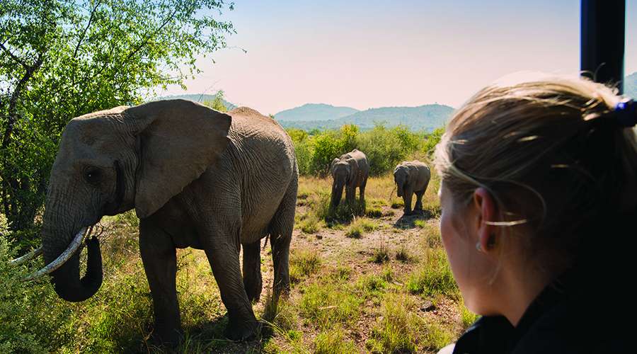 2 Day Pilanesberg Safari Bakubung Bush Lodge - South Africa