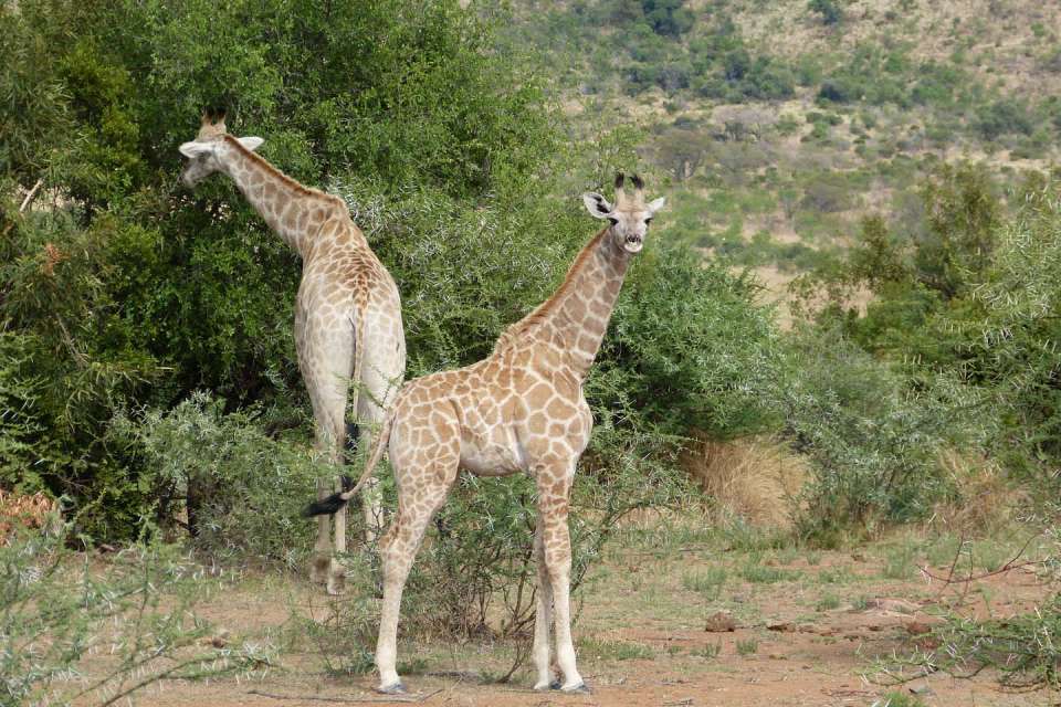 2 Day Pilanesberg Safari Bakubung Bush Lodge - South Africa
