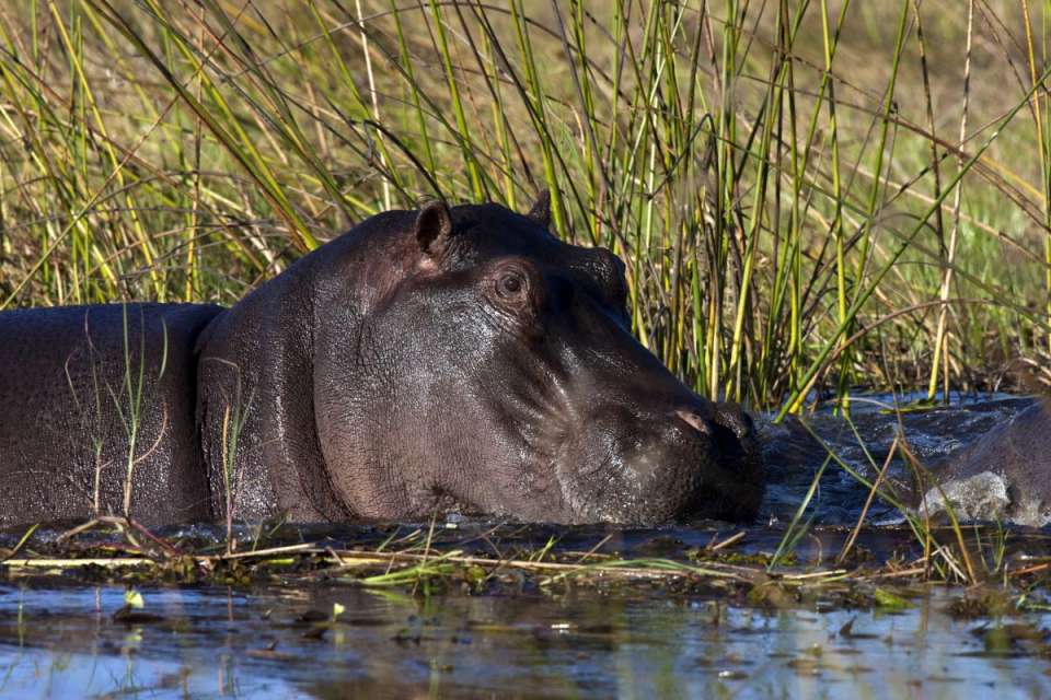 Botswana Safari: Okavango Delta, Moremi & Chobe Safaris