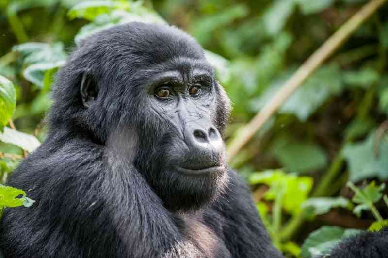 Uganda Safari: Bwindi Gorilla Trekking - Fly In Tour