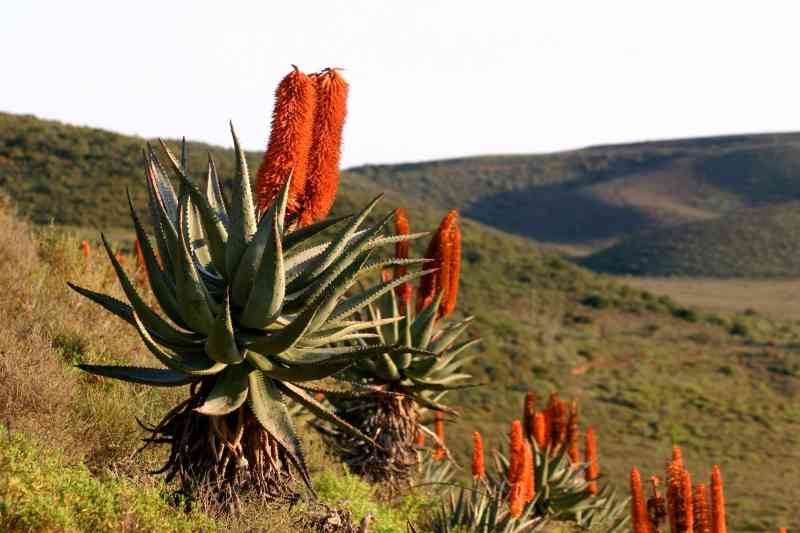 South Africa Safari: Cape Town, Oudtshoorn, Garden Route