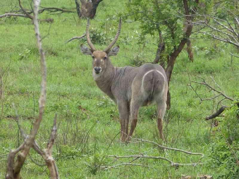 South Africa Safari - Kruger to Cape Town Safaris