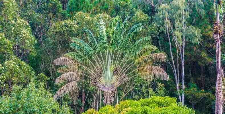 Safari in Madagascar: Andasibe Lemur Tour