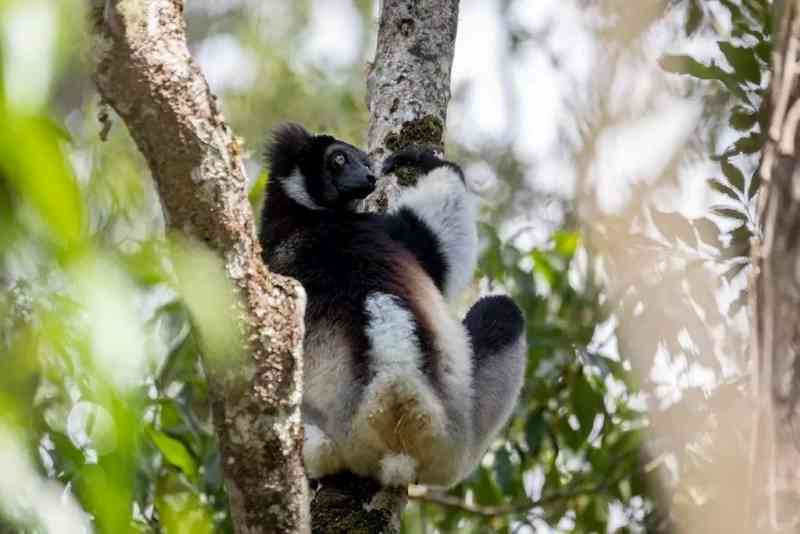 Safari in Madagascar: Andasibe Lemur Tour