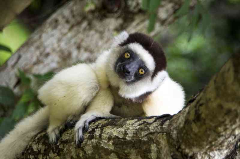 6-Day Western Madagascar Safari - Lodge Tour