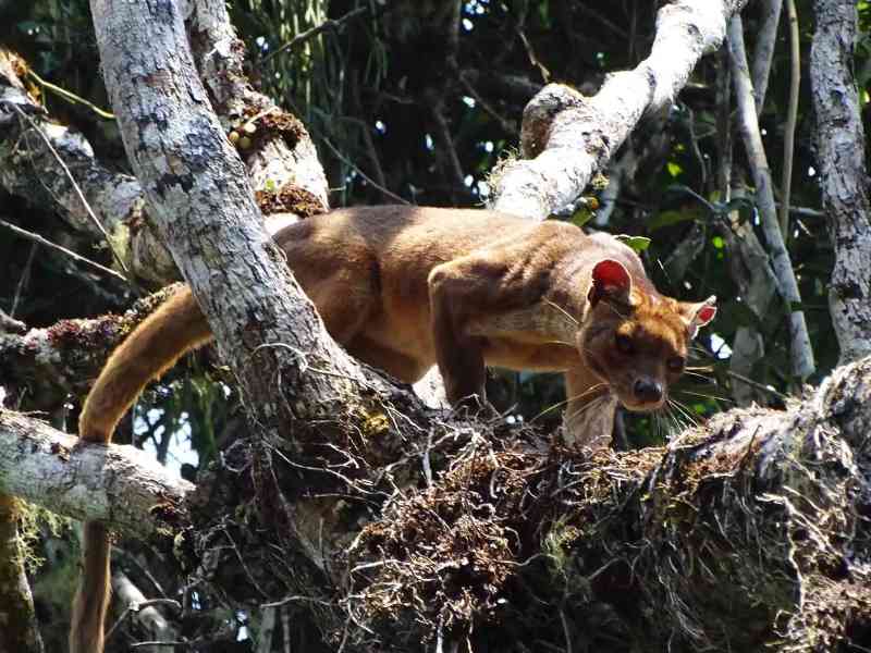 6-Day Western Madagascar Safari - Lodge Tour