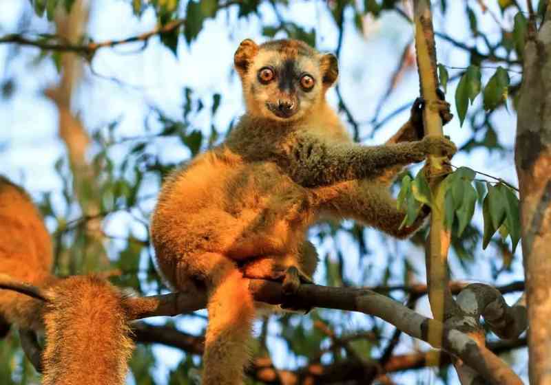 6-Day Western Madagascar Safari - Lodge Tour