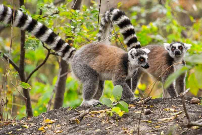 Madagascar Lemurs Safari & Sainte-Marie Island Tour