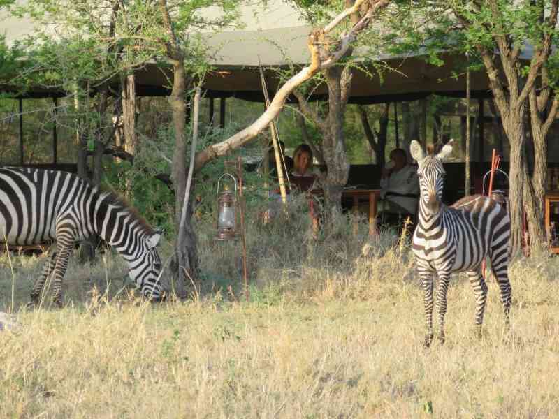 Tanzania Safari: Serengeti, Ngorongoro & Tarangire | 7 Days