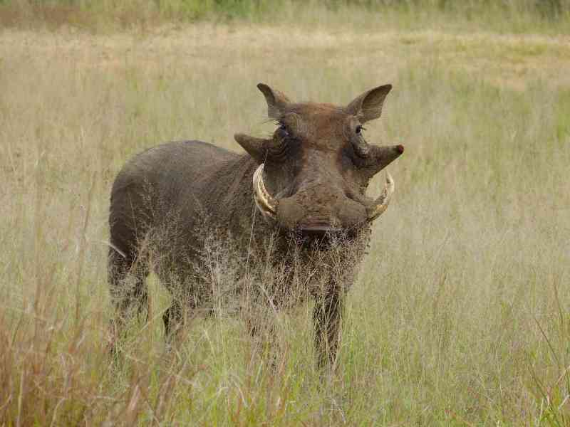 3-Day Pilanesberg Tented Camp Safari - African Budget Safari