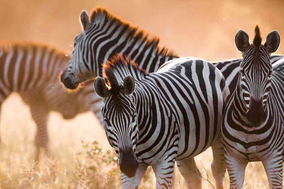 Is Botswana Safe in 2026? Safari Safety Guide & Botswana Safety Index