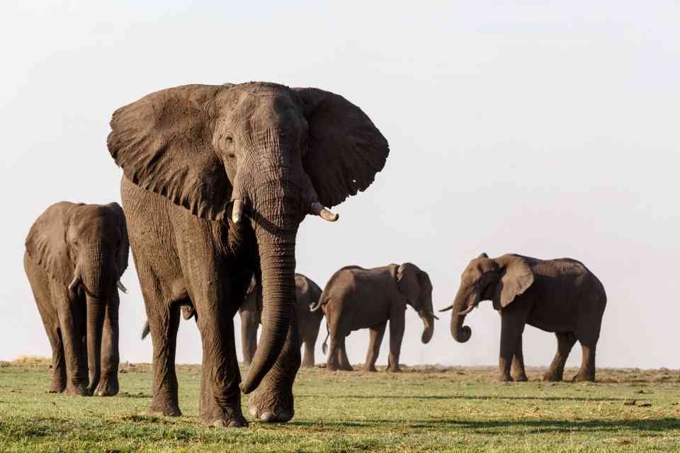 4-Day Victoria Falls Zimbabwe Tour | Kasambabezi Lodge